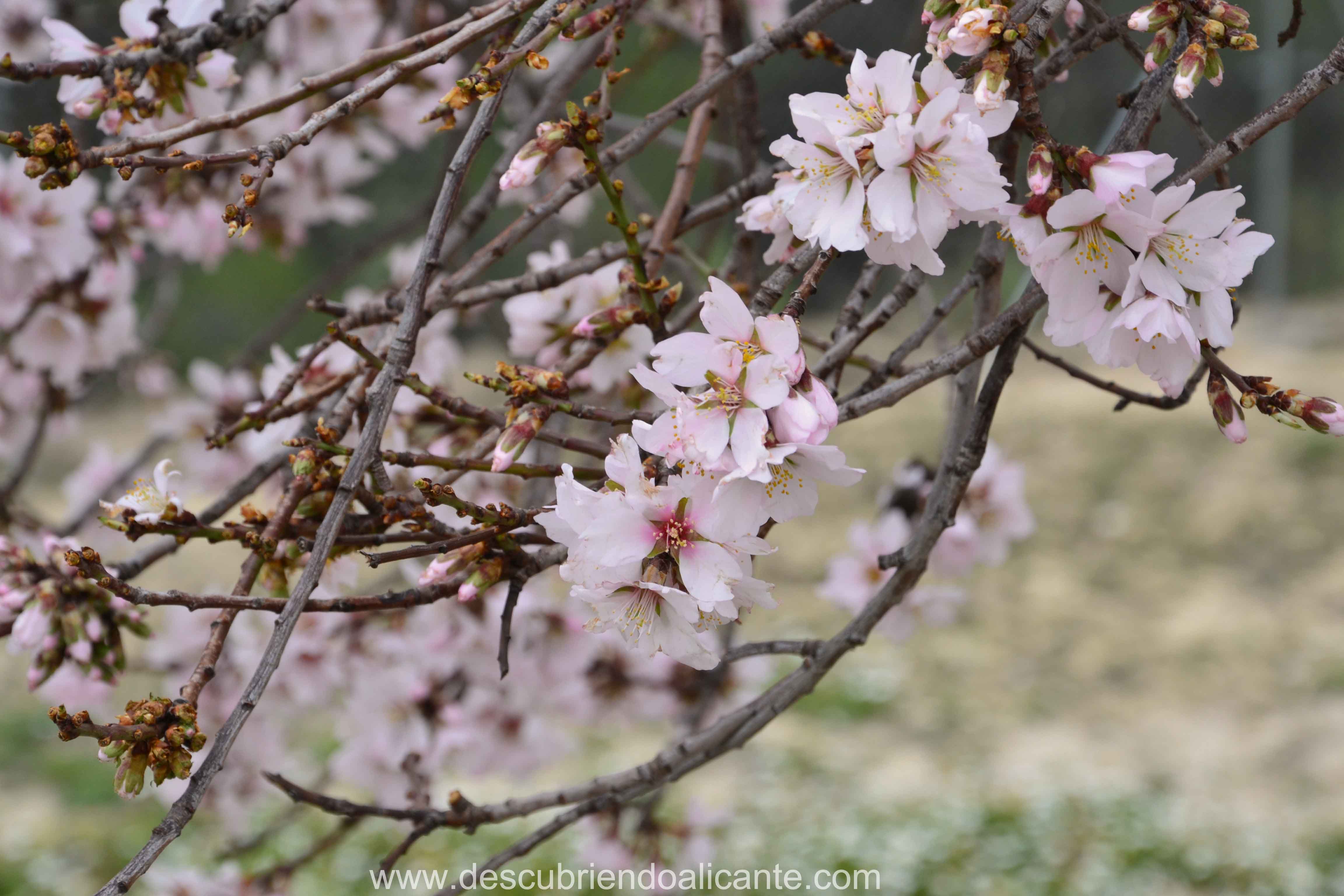 Descubre la Ruta de los Almendros en Flor en AlcalalíDescubriendo Alicante